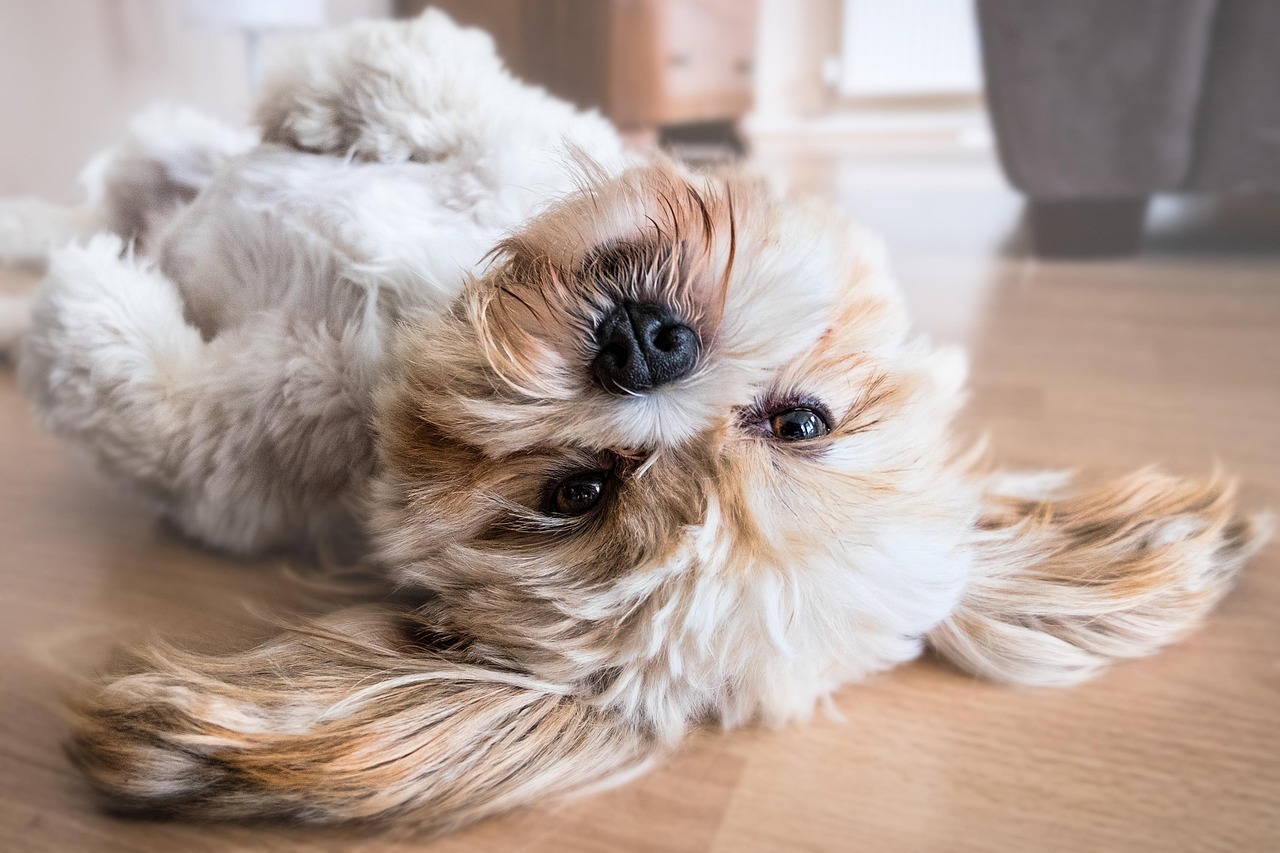 15 Cutest Dog Breeds That Could Melt Even a Cat Person’s Heart