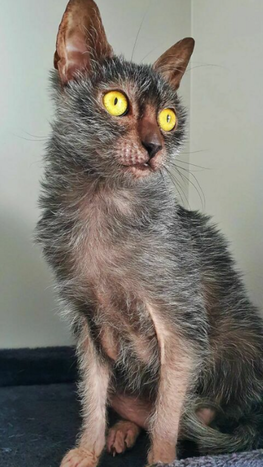 Meet the Lykoi: The ‘werewolf’ cat breed