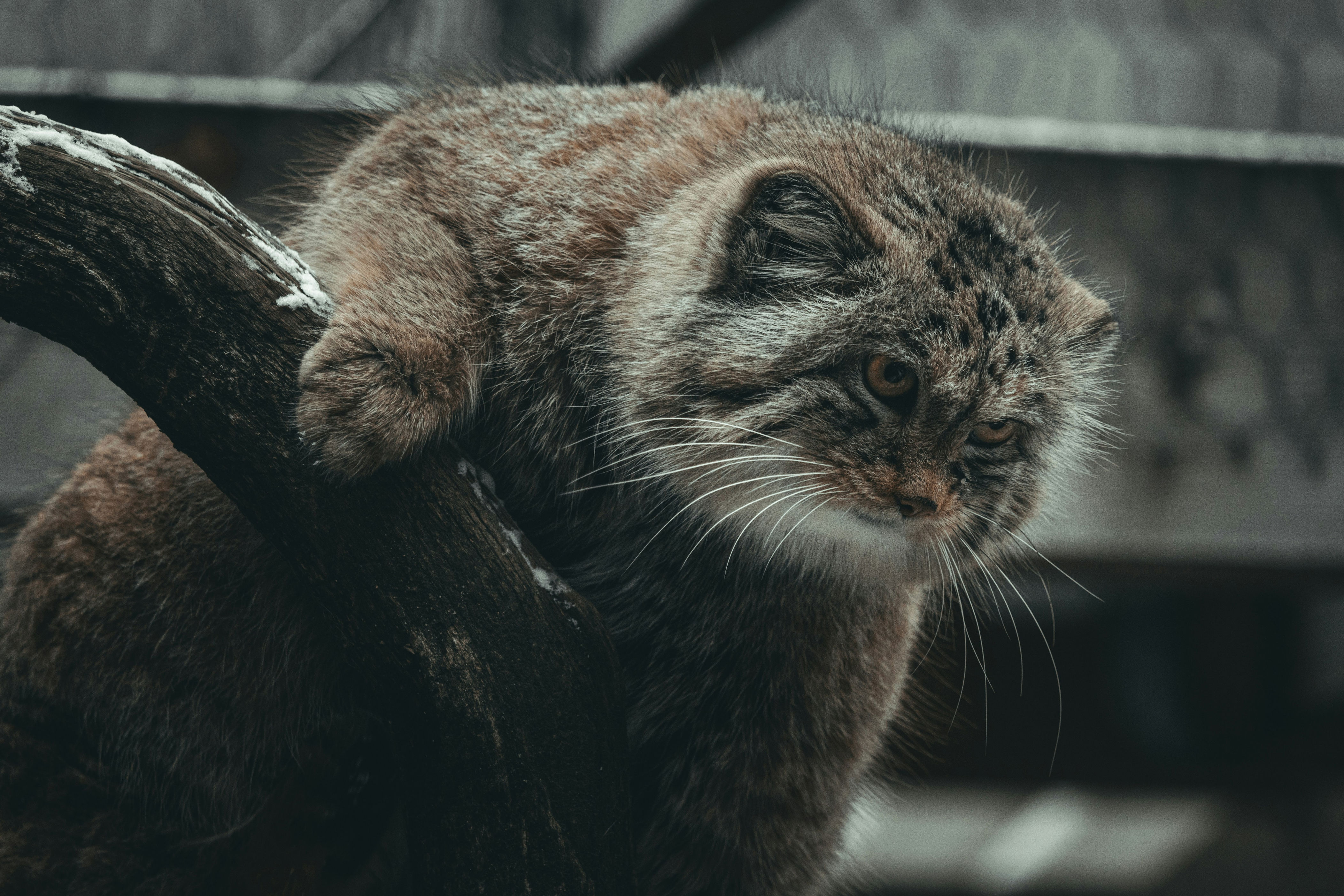 5 rare animals you didn’t know existed