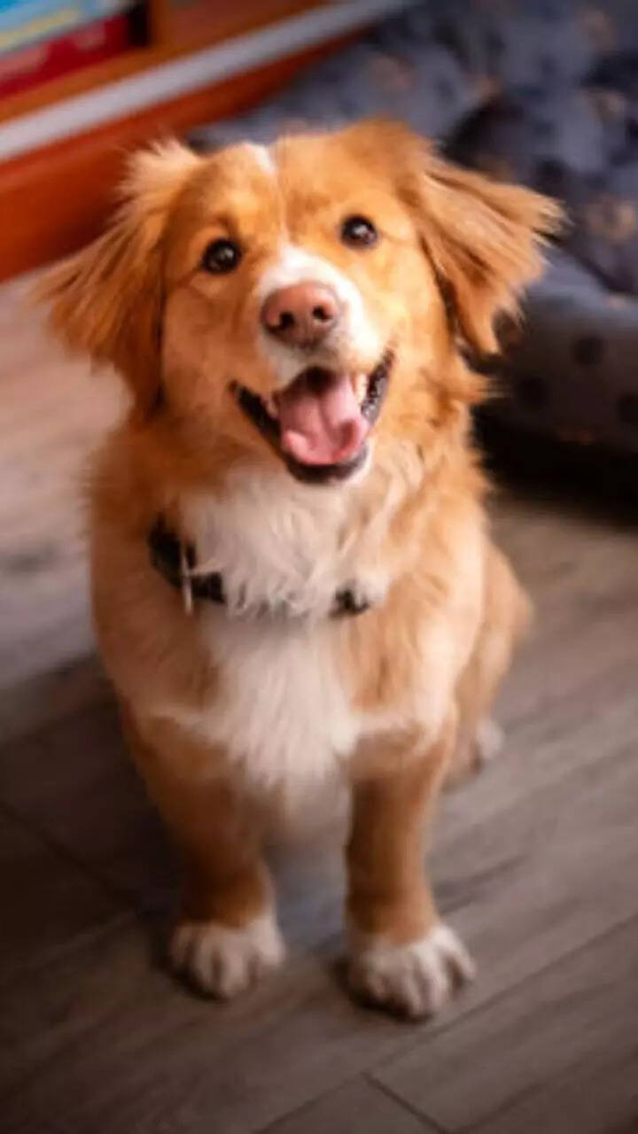 Animals with super senses: How they detect earthquakes, illness, and ...