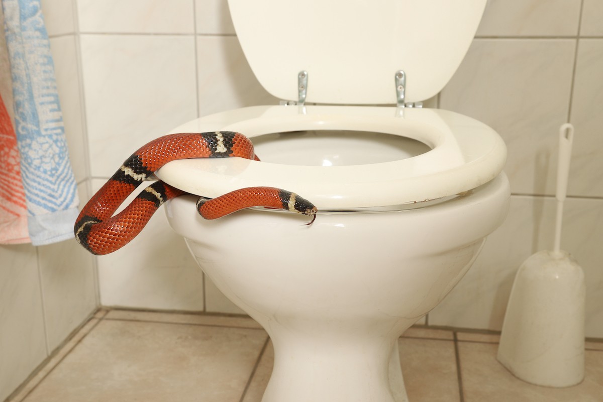 The No. 1 Way to Keep Snakes From Getting in Through Your Toilet