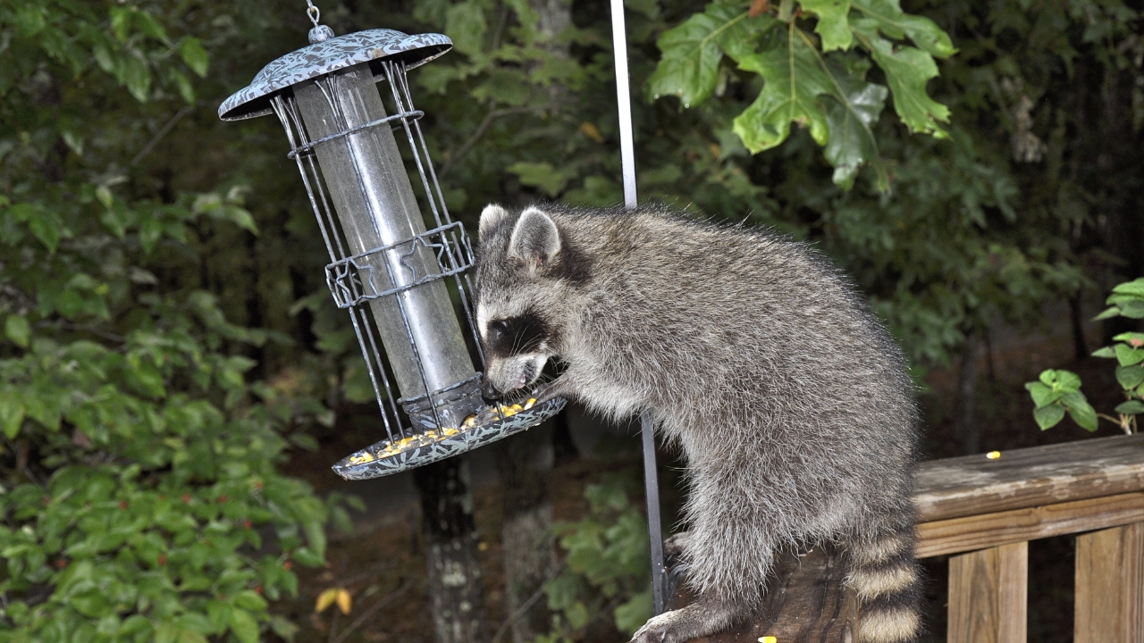 10 Things in the Yard That’ll Attract Raccoons Faster Than Trash
