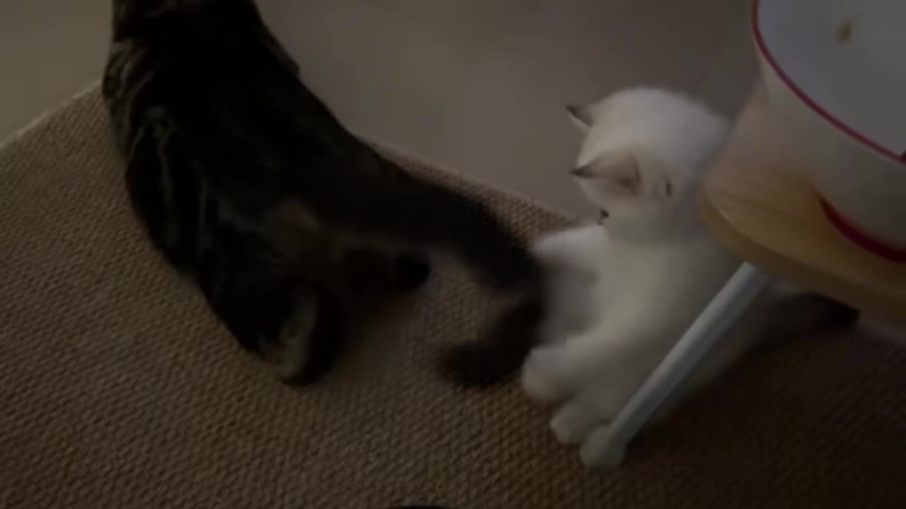 Kitten tries to catch playful cat's tail in Guangdong, China