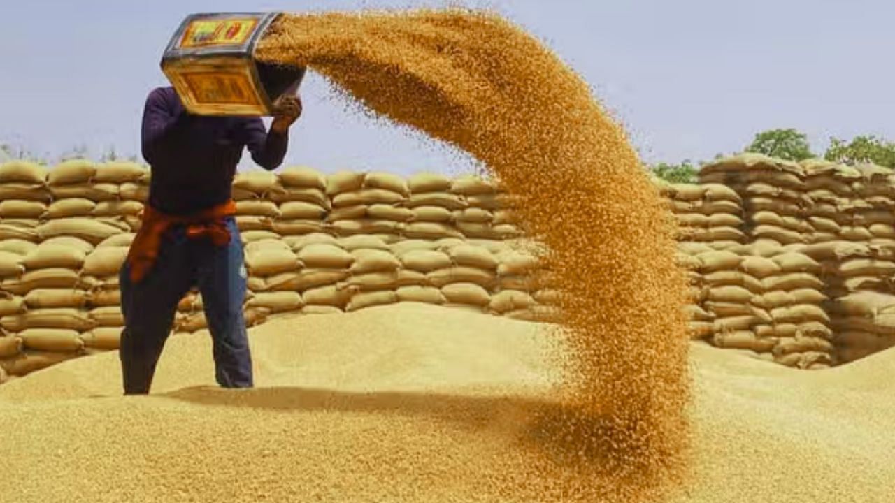 Wheat: किसान ध्यान दें, गेहूं की बंपर उपज के अनुमान को मिली मजबूती, इन ...