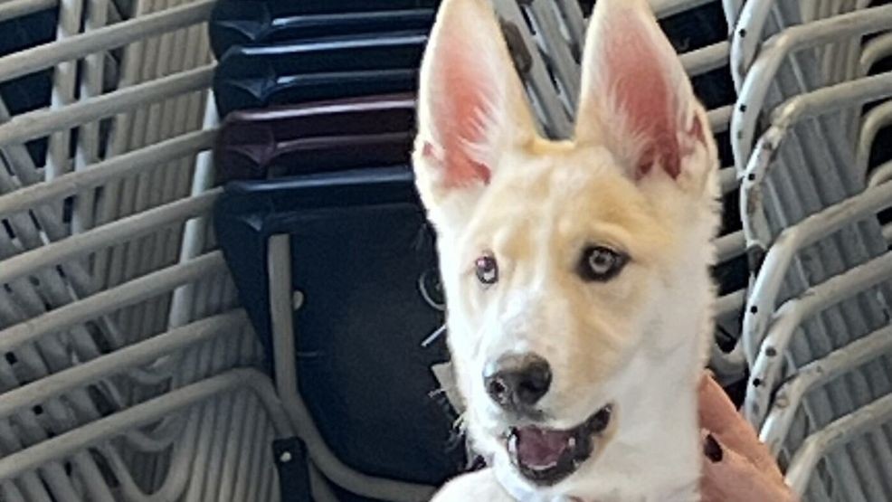 Pet Segment: Meet Cassie