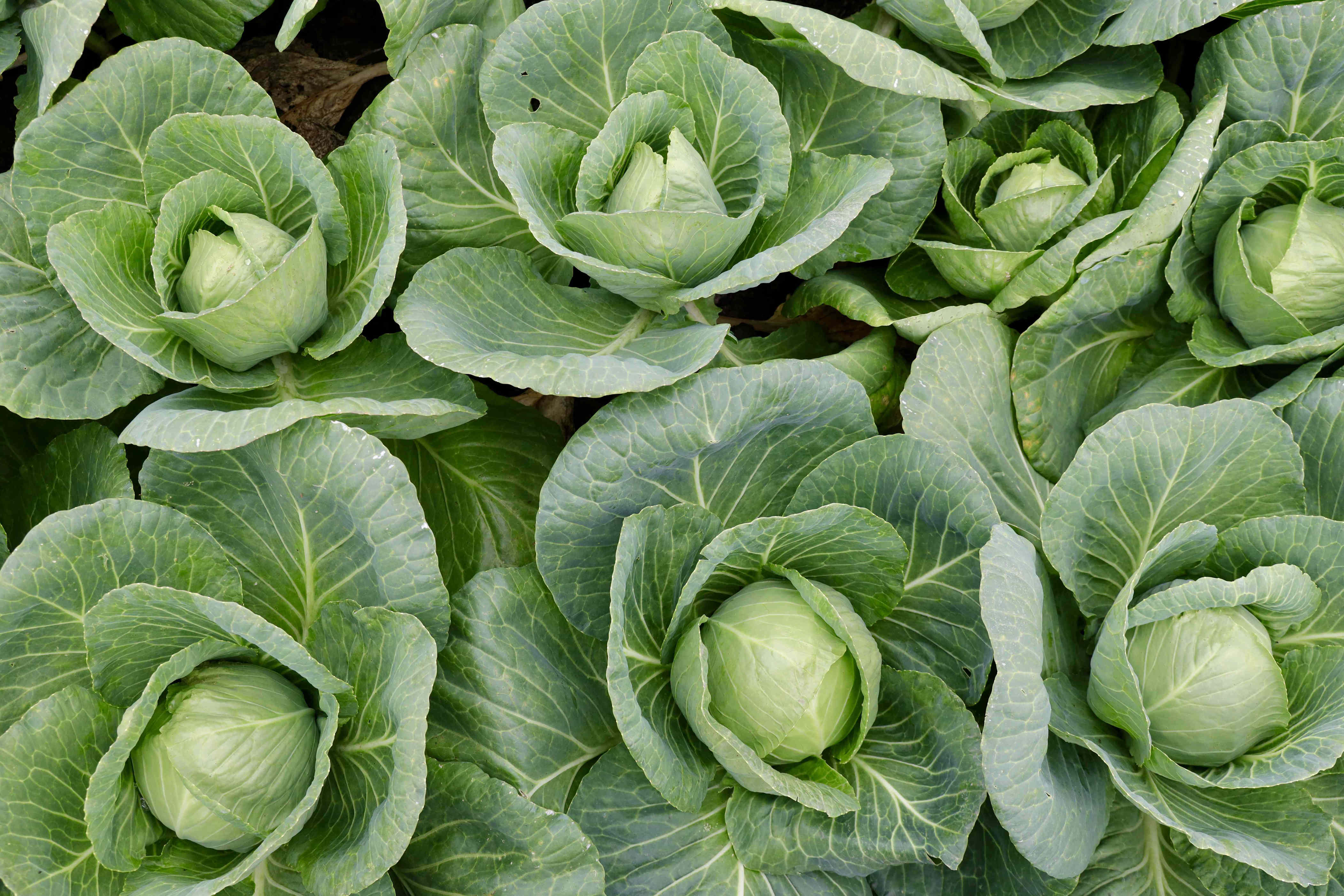 6 Best Companion Plants To Grow With Cabbage For A Healthier Harvest