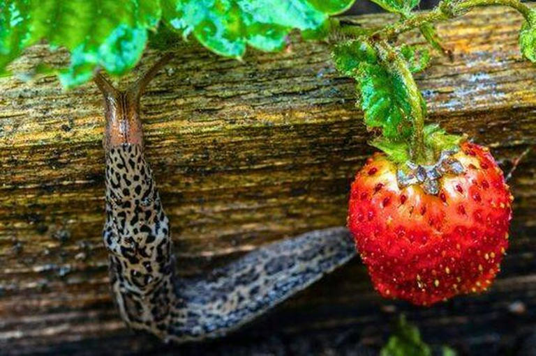 Keeping slugs off of strawberries using one simple, natural treatment