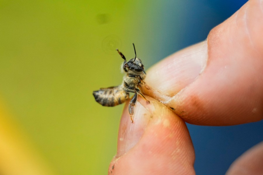 Buzz your way to Chesterfield Bee Festival