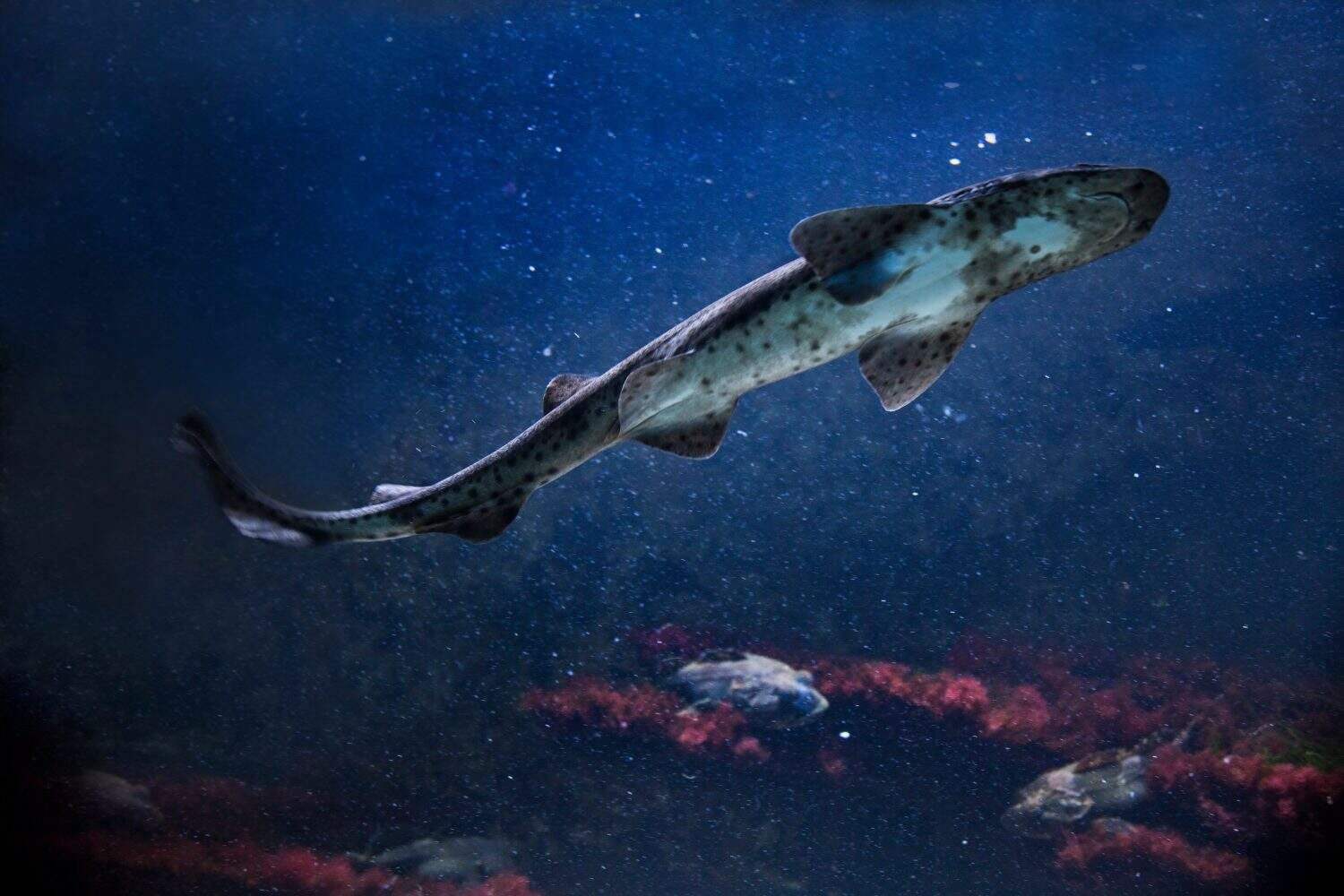 These Are the Fastest Fish Swimming in the Ocean Today