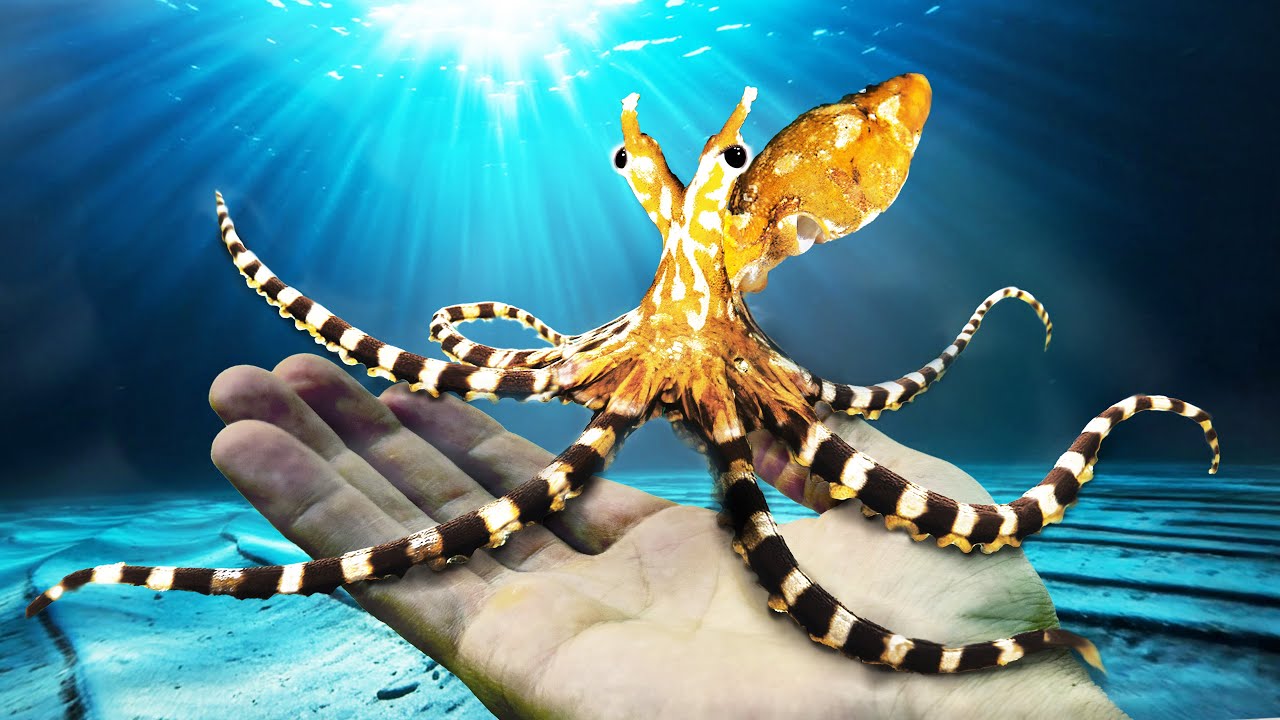 I Found the World’s Smartest Octopus Wonderpus Watch