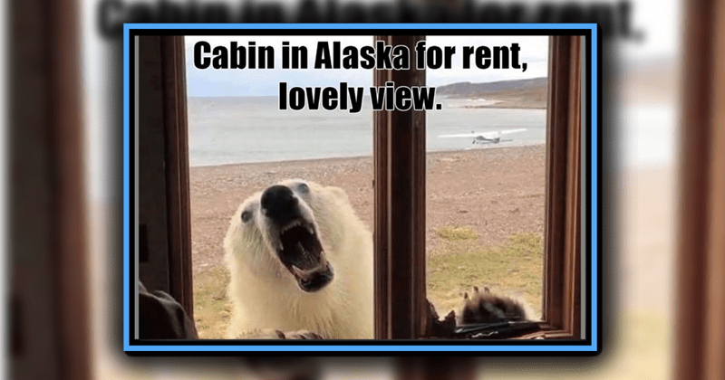 28 Wacky Animal Memes That Are 90% Cute, 10% Chaos