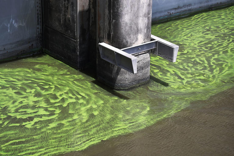Harmful algae blooms are popping up: How it could impact your summer