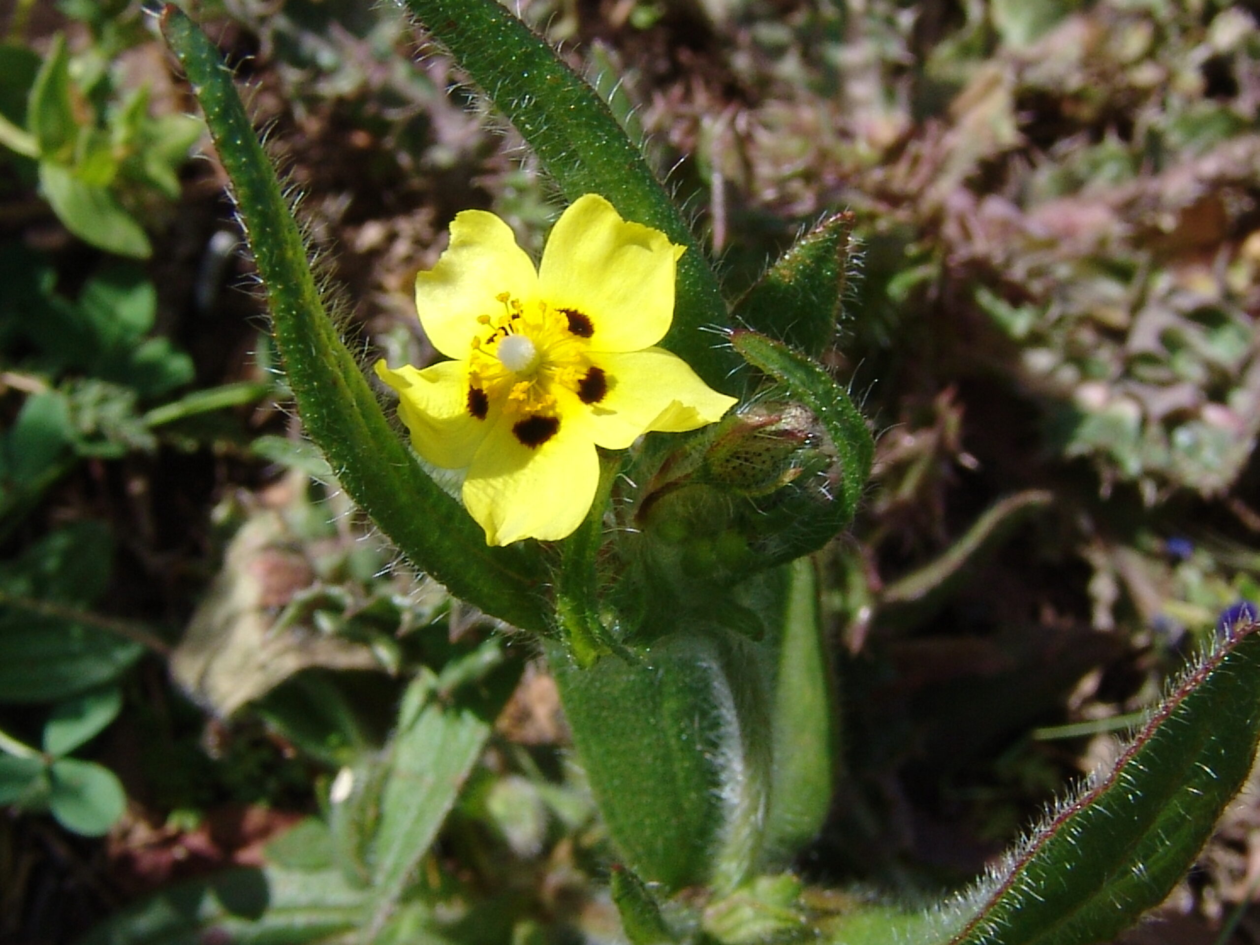 Hierba timotea: beneficios, usos, valor nutricional y aplicaciones en ...