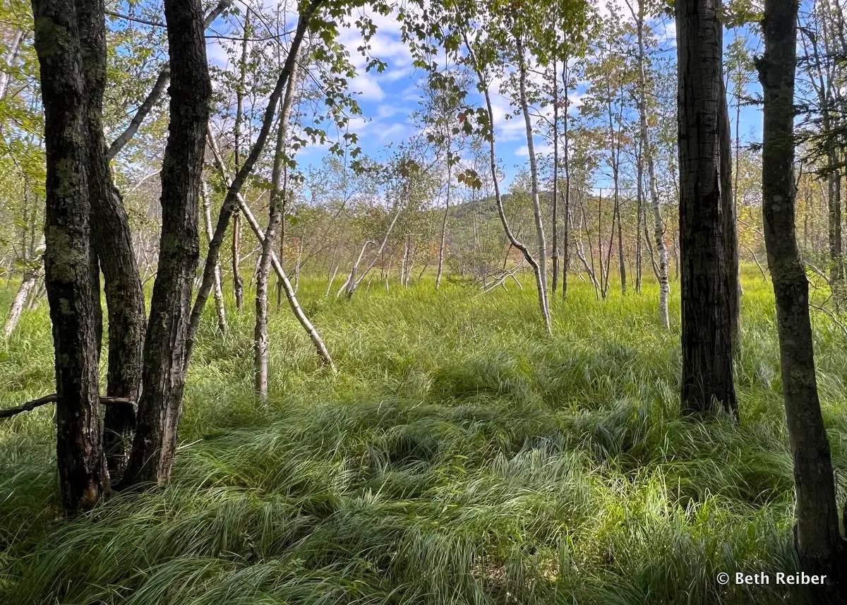 What's Special About Acadia National Park?