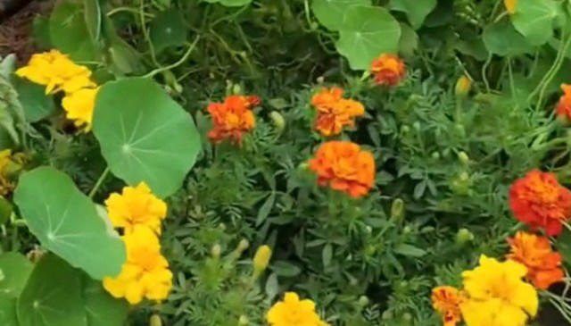 Gardener shares simple method that guarantees bountiful tomato harvest ...