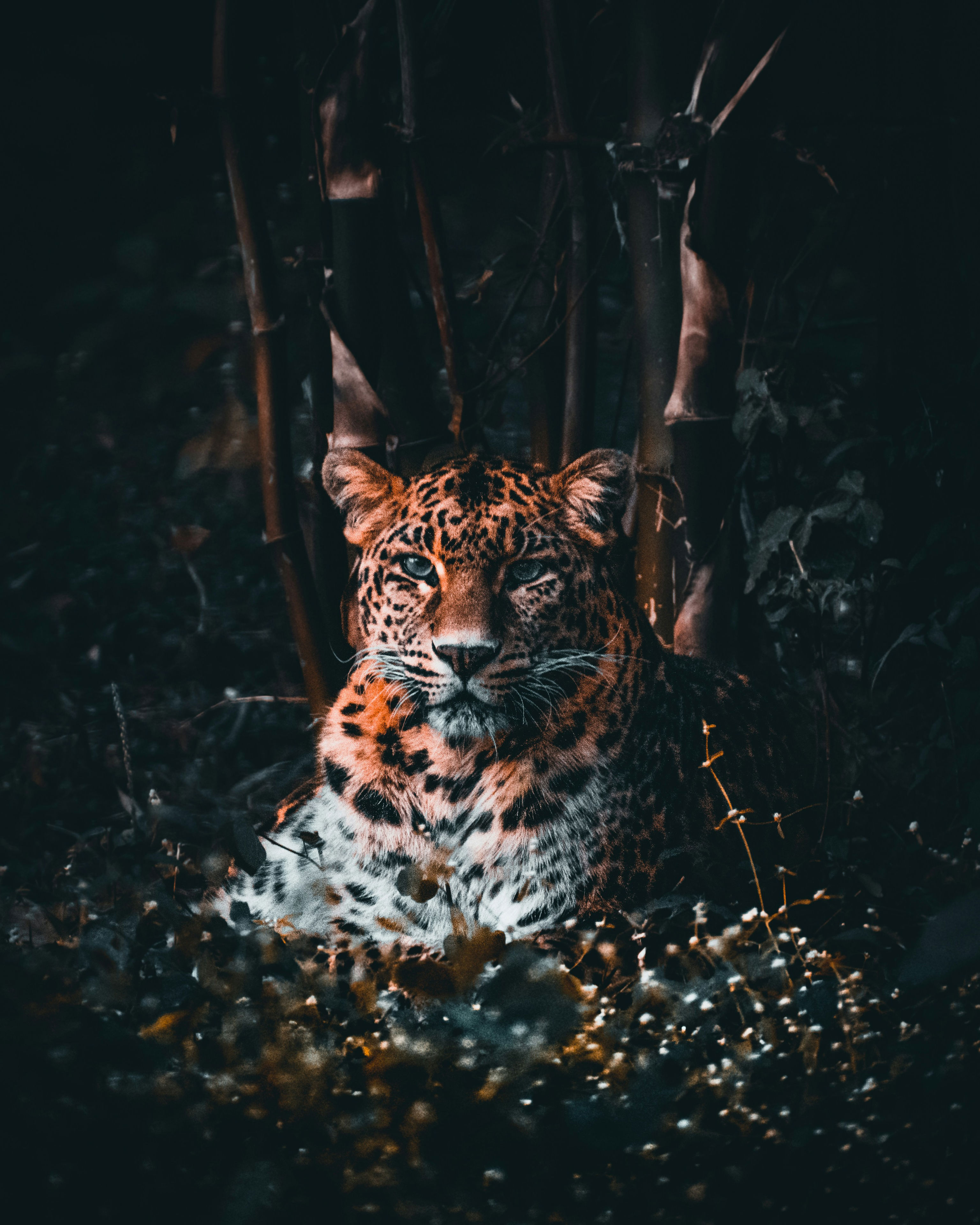 5 rare animals you didn’t know existed
