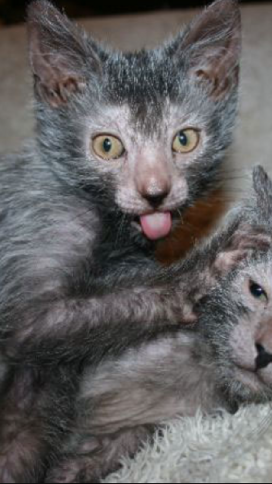 Meet the Lykoi: The ‘werewolf’ cat breed