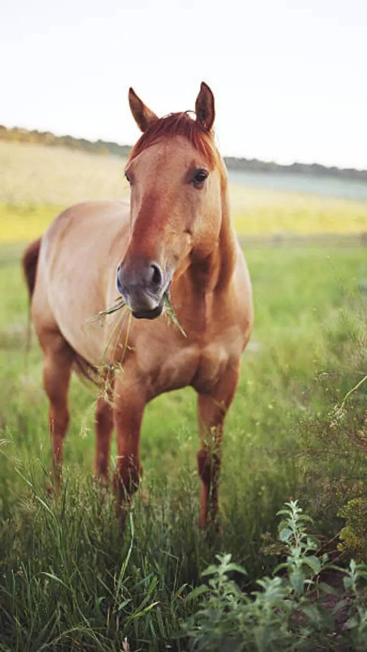 Animals with super senses: How they detect earthquakes, illness, and ...
