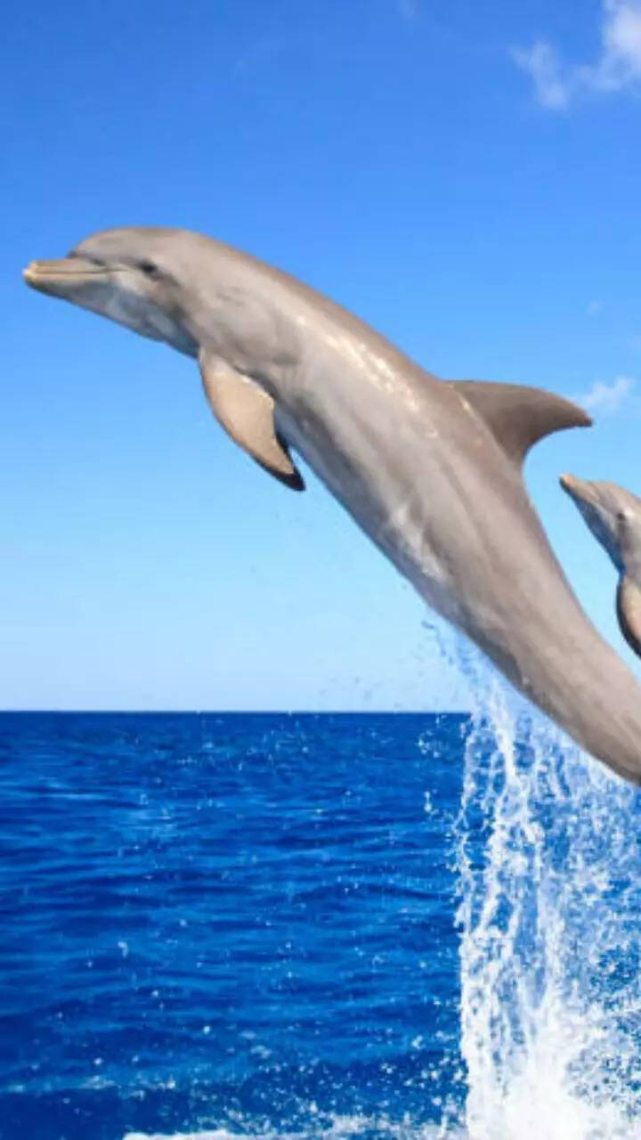 Animals with super senses: How they detect earthquakes, illness, and ...