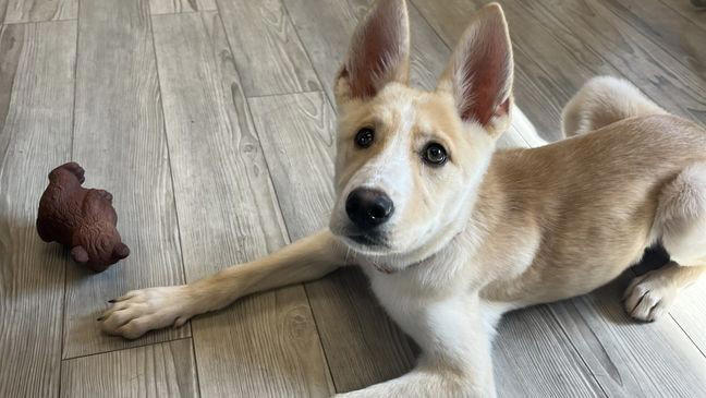 Pet Segment: Meet Cassie