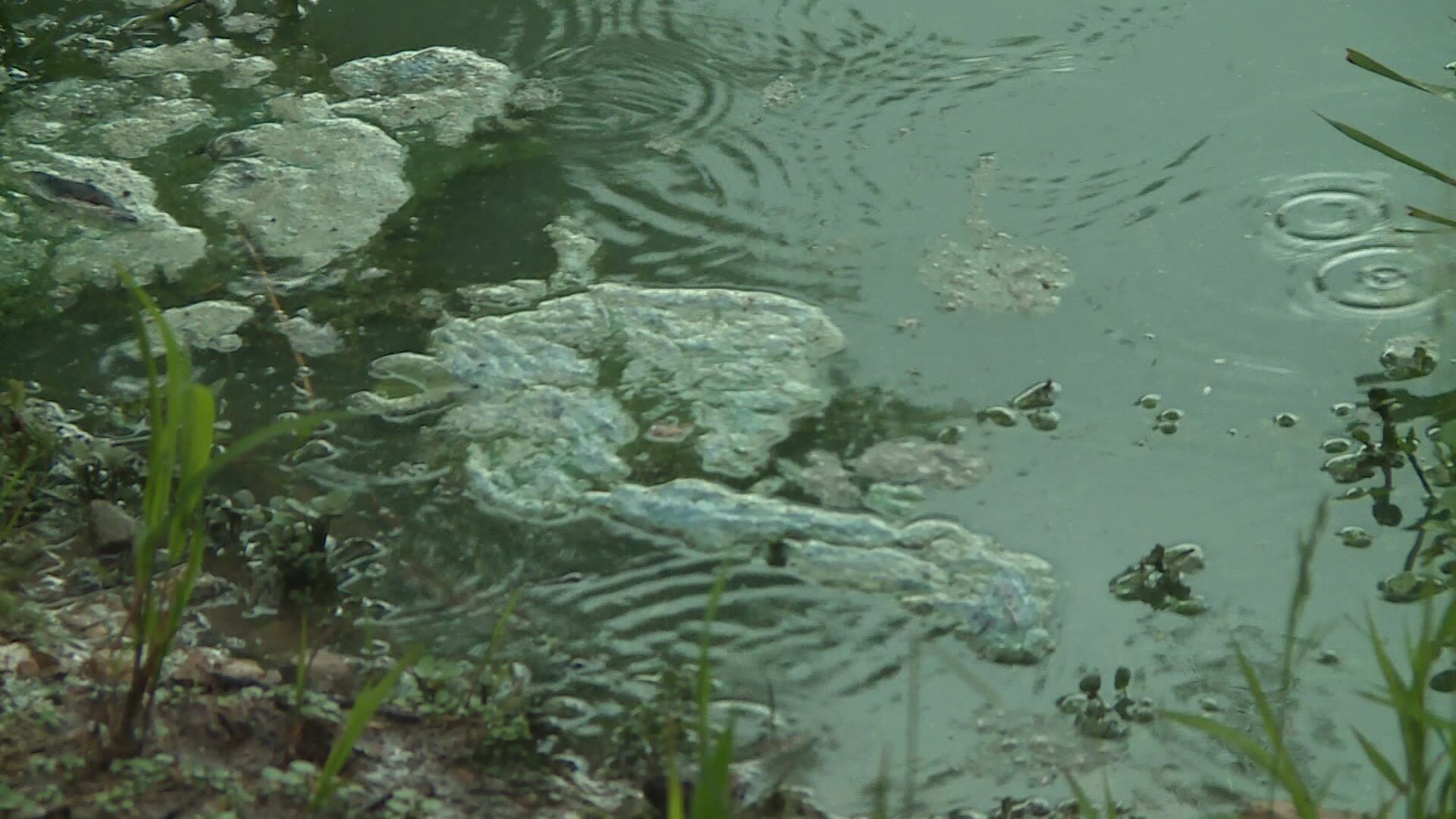 KDHE announce public health advisories for Kansas Lakes due to blue ...