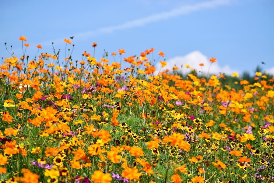 Attracting pollinators to your garden