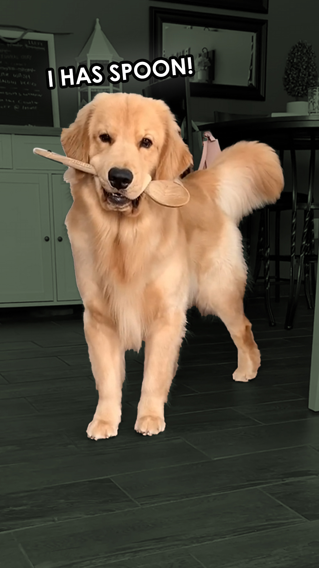 Golden Retriever Says “I Has Spoon!” – Cute & Funny Dog Moment 🐾😂