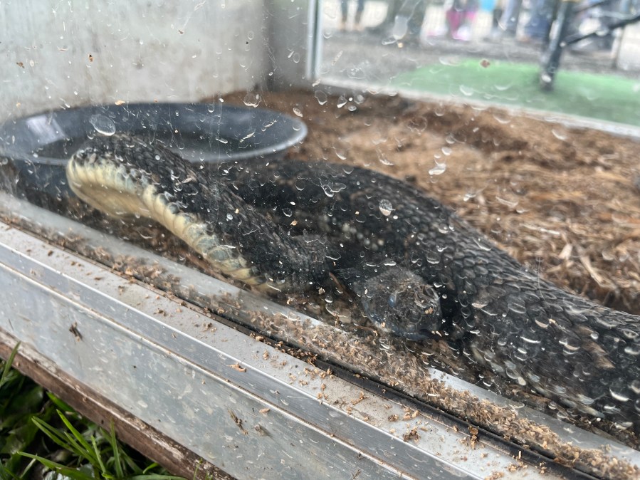 Rattlesnake Round-Up wraps up