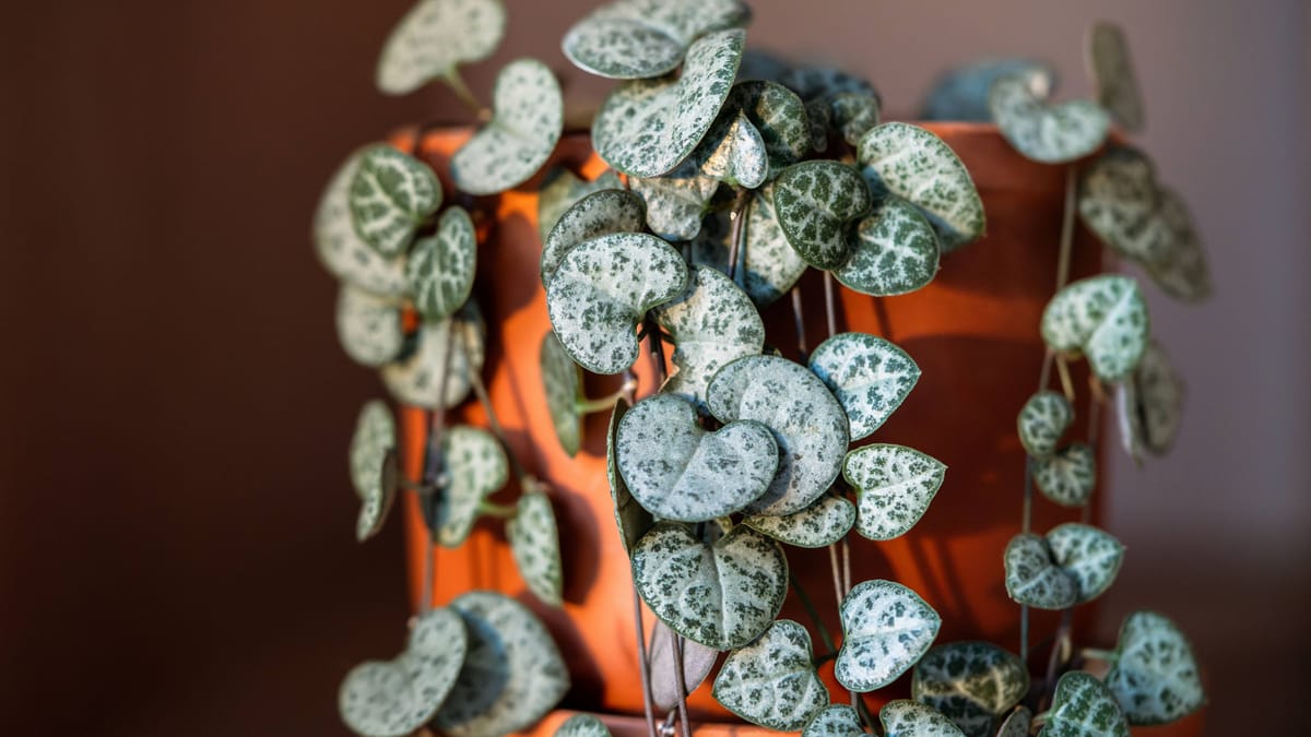 String of Hearts: Pflege- und Anbautipps