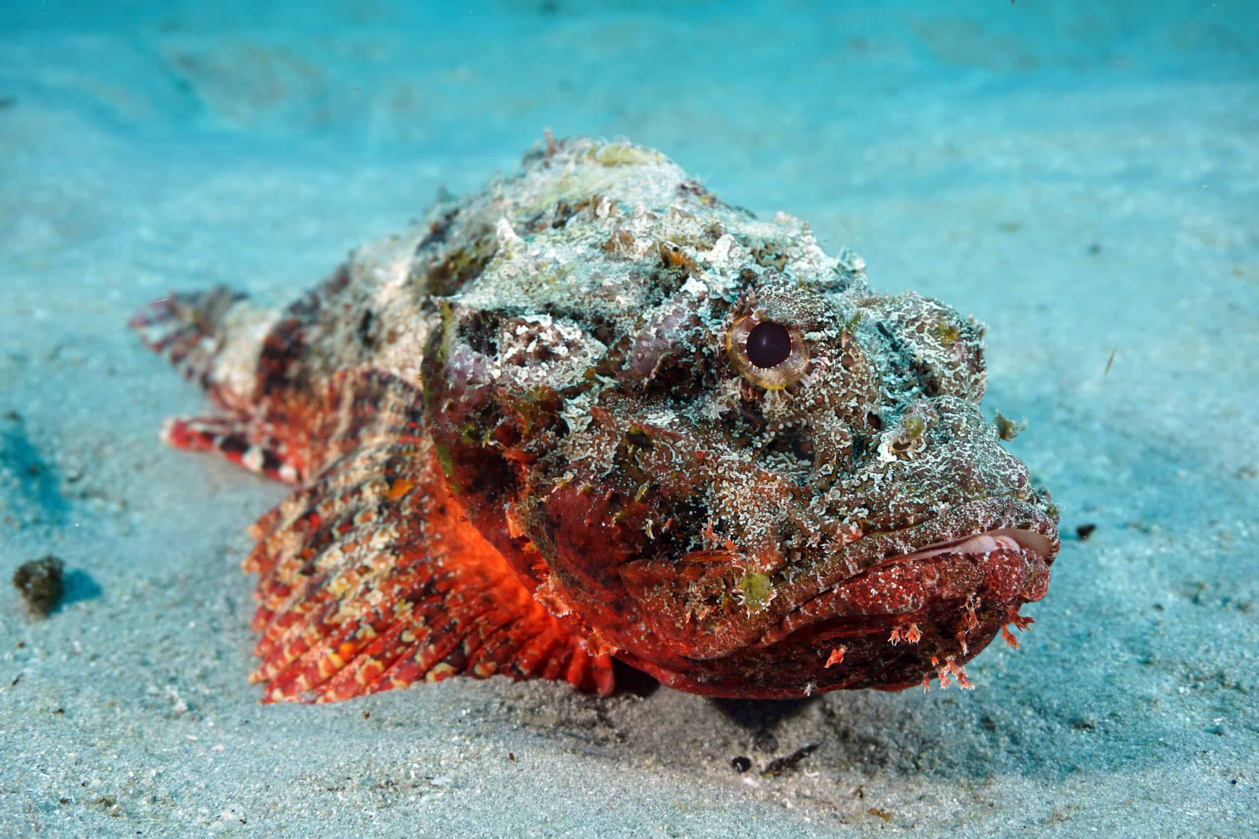 These Are the Deadliest Fish Swimming in the Ocean Today