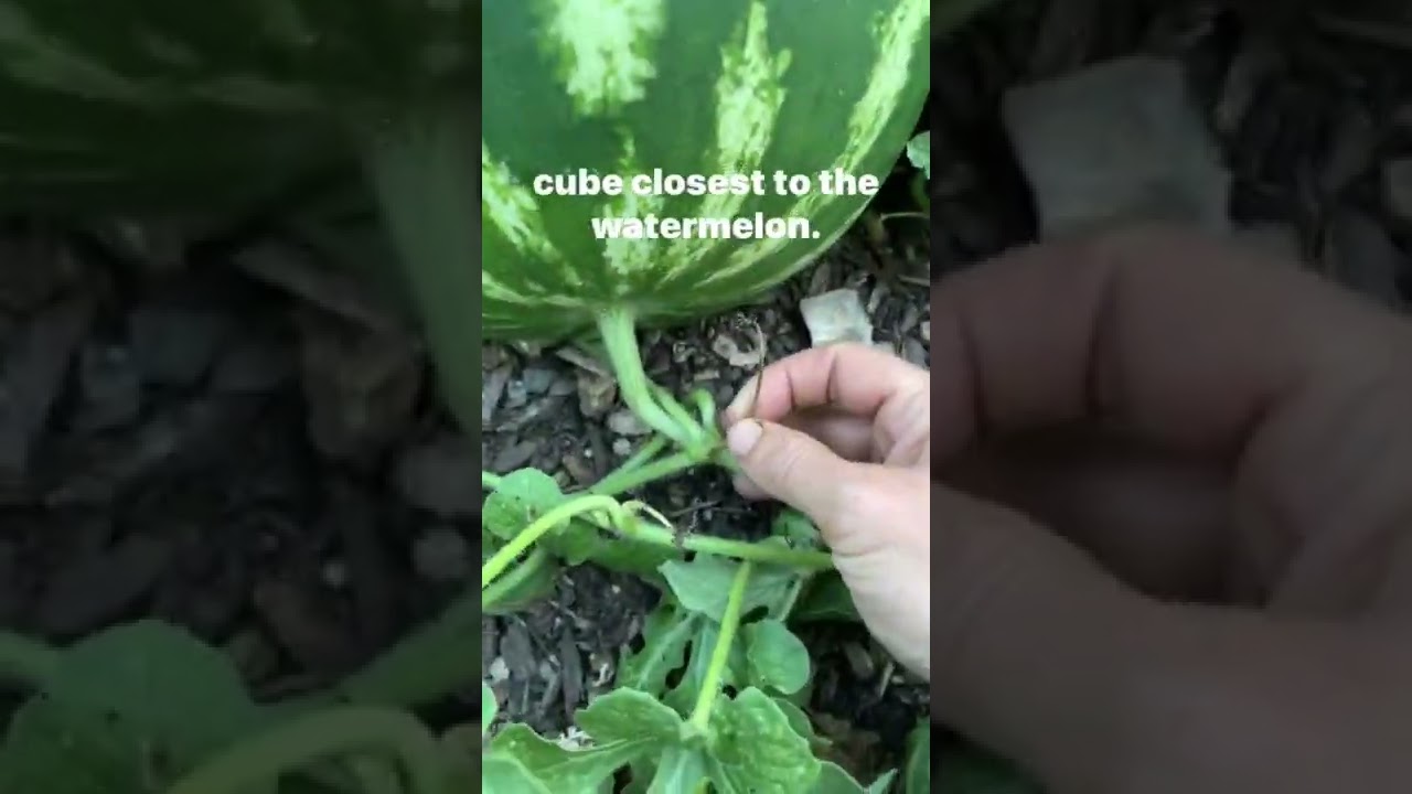 When is watermelon ripe? It’s all in the tendrils