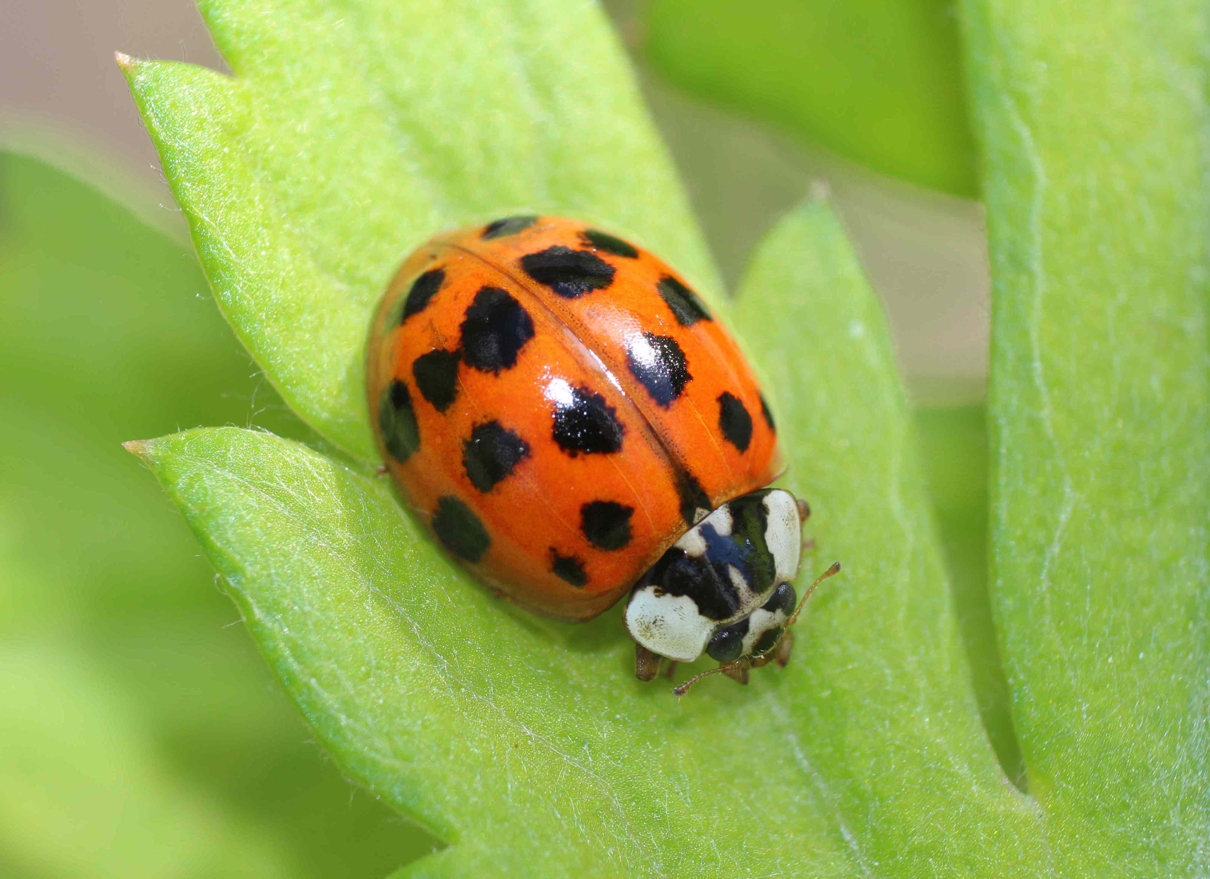 Yes, There Are Good and Bad Ladybugs—Here's How to Tell Them Apart