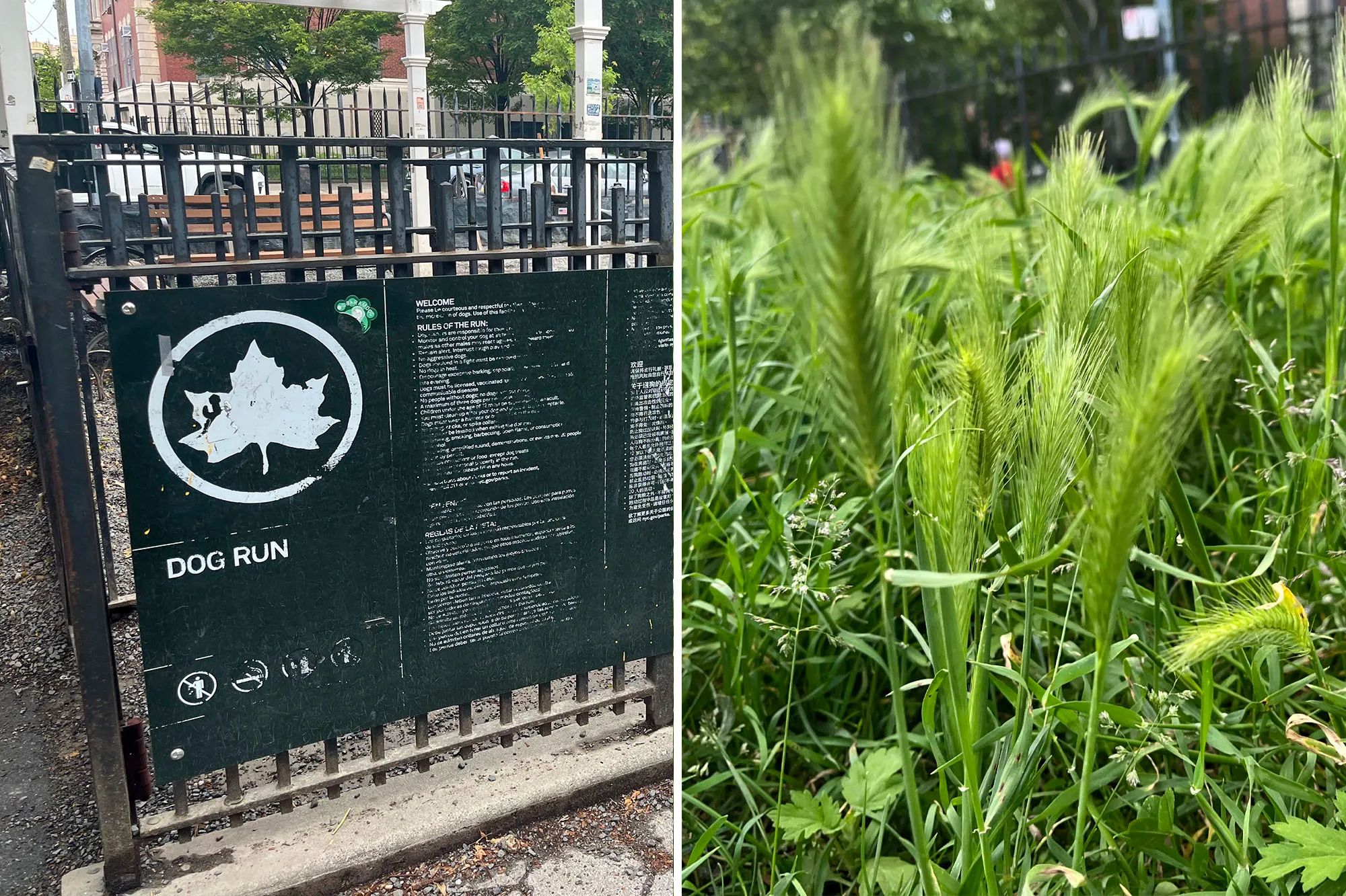 Dog owners at hipster NYC park warned about prickly weeds that could ...