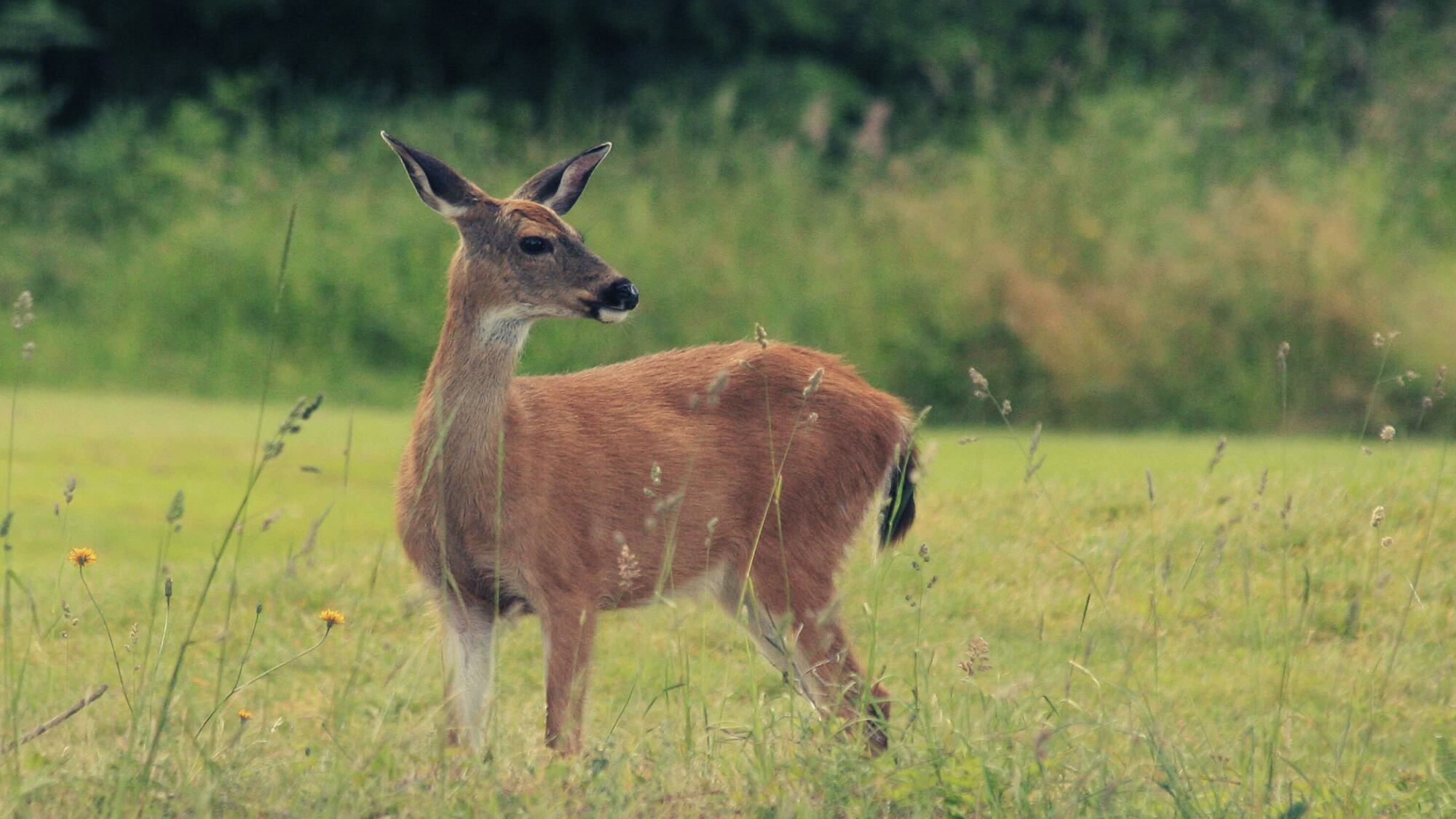 Governor Kelly Armstrong officially proclaims June 7 as Prairie Day in ...