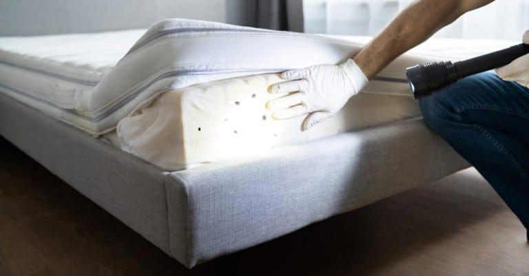 How To Check For Bed Bugs
