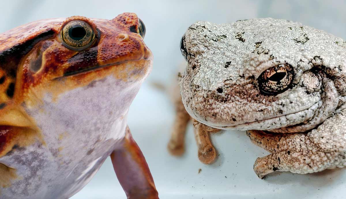 5 Best Frogs to Keep as Pets