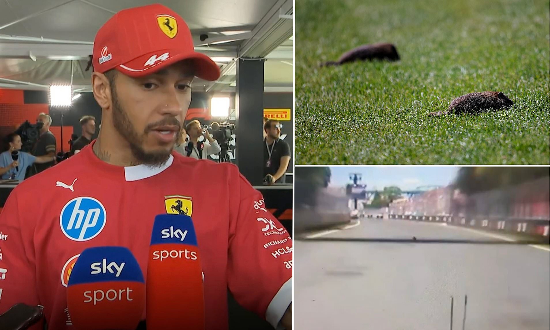 Lewis Hamilton 'devastated' after hitting furry animal with his Ferrari ...