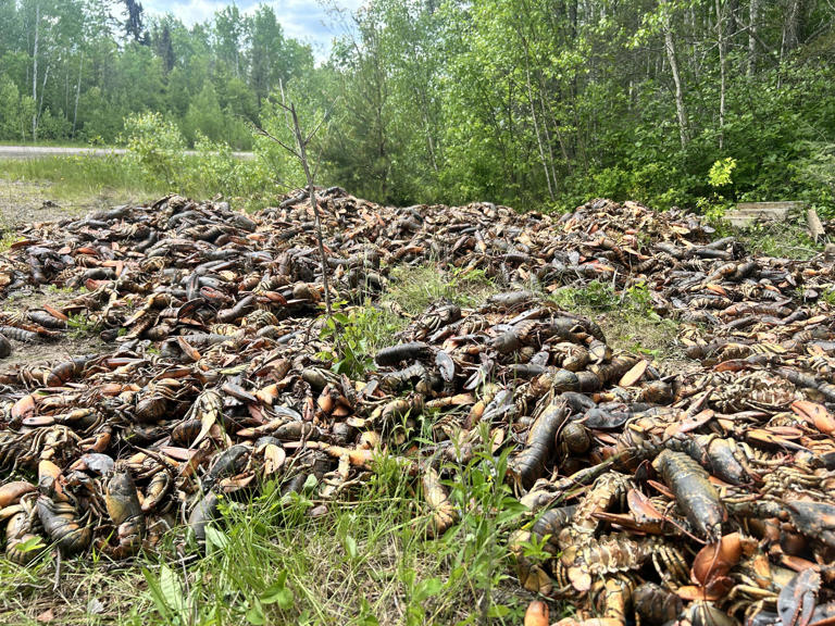 Une décharge de homard retrouvée en forêt sème la consternation chez ...