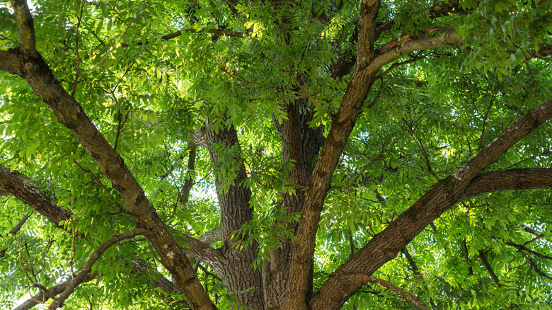 The Invasive Pest That's Attacking Trees In South Carolina