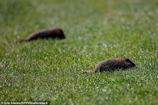 Lewis Hamilton 'devastated' after hitting furry animal with his Ferrari ...