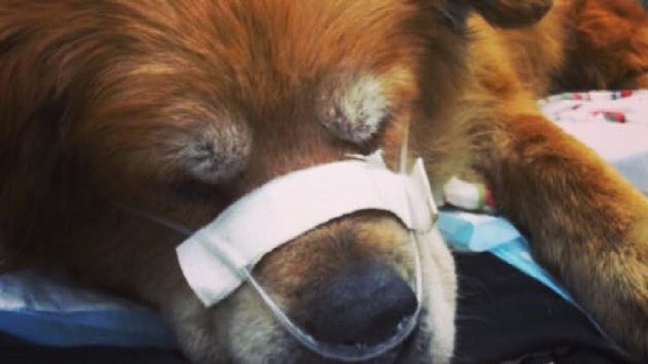 Senior Dog Wouldn’t Leave House Fire Until His Human Was Rescued