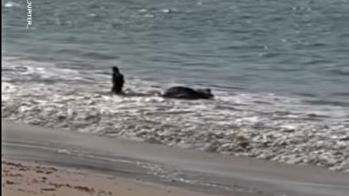 Am Strand sehen sie einen Hund im Meer: Als das Tier aufsteht, wird ...