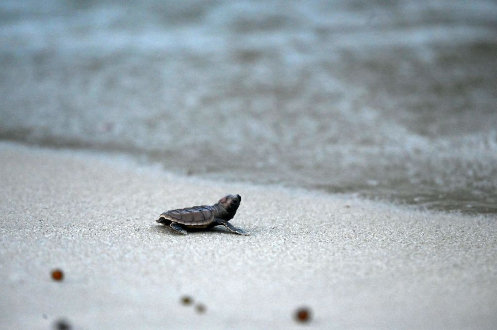 Terrific tidbits about turtles and tortoises