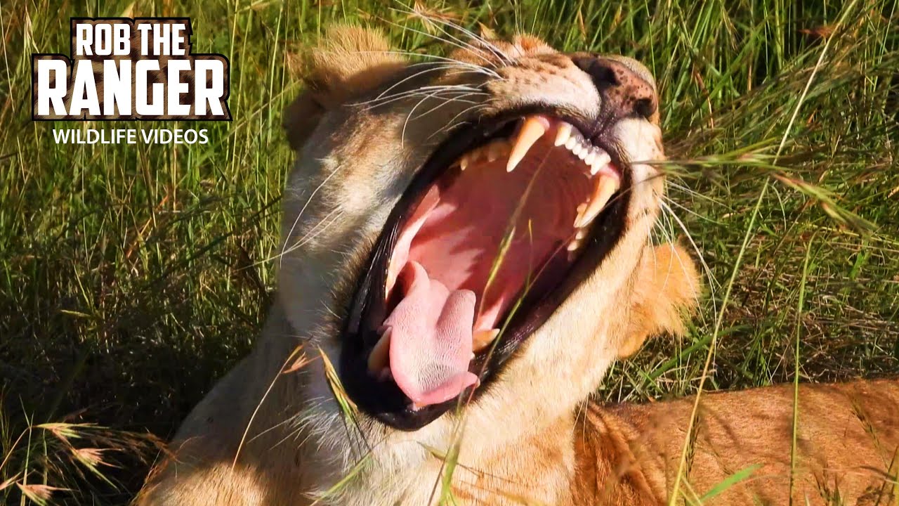 Lion couple enjoys intimate "honeymoon" moments in the Mara