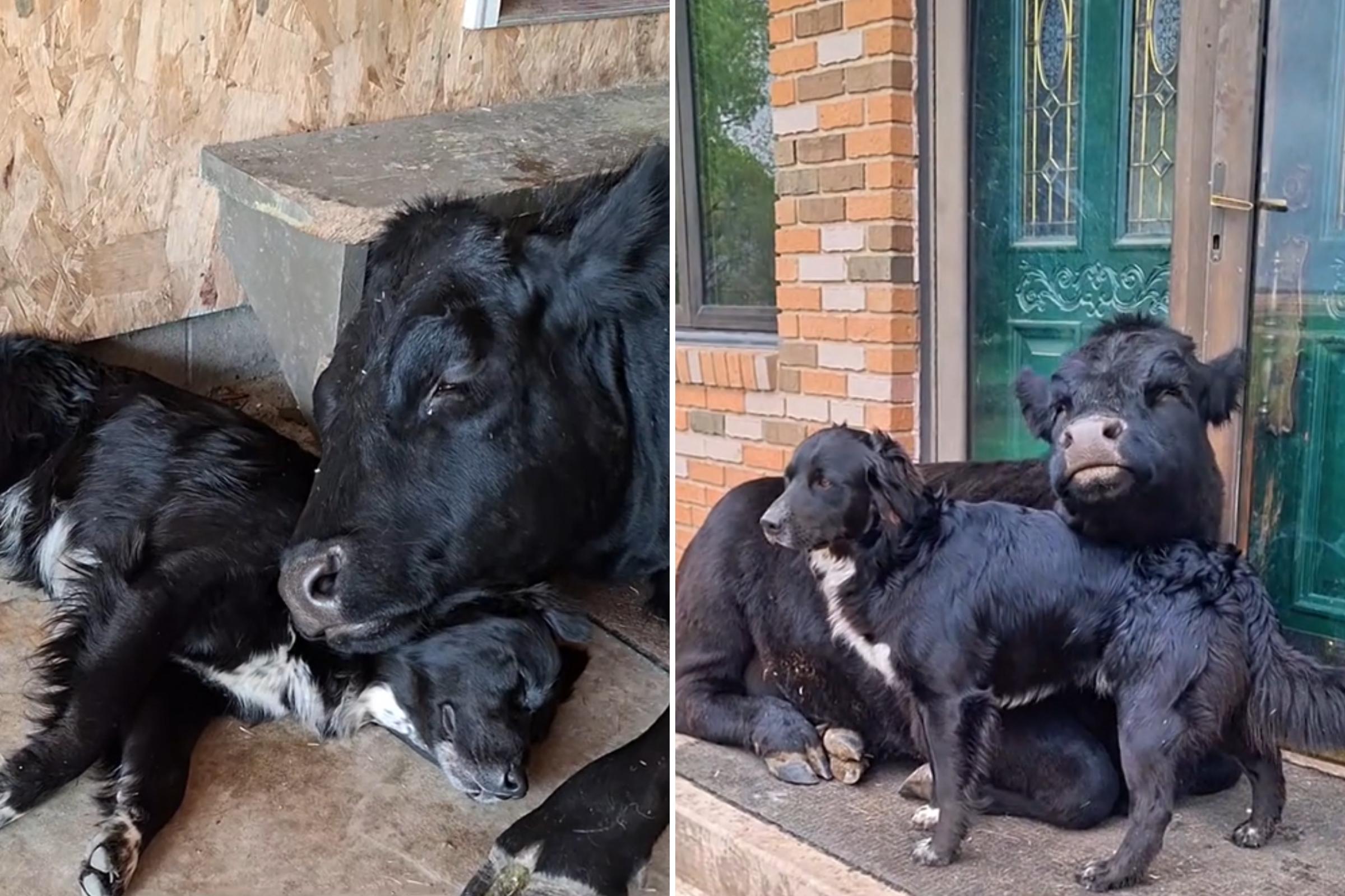 Internet can't cope with dog and cow's adorable friendship: "her baby"