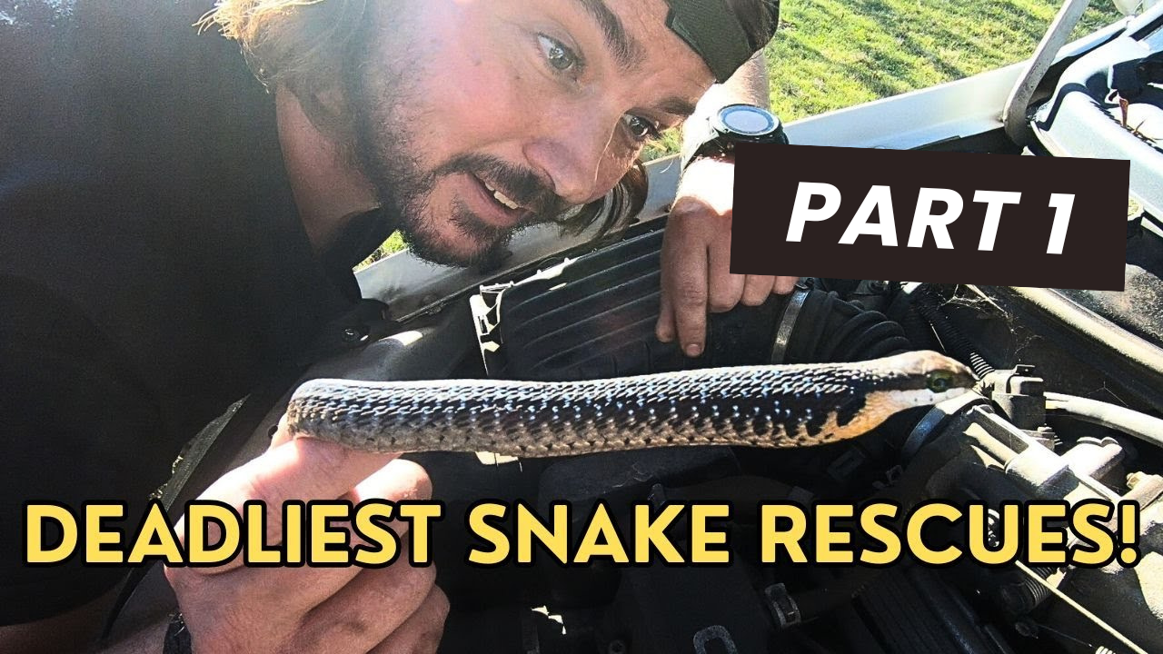 Deadliest Snake Rescues: Cape Cobra and Boomslang Pulled from Car ...