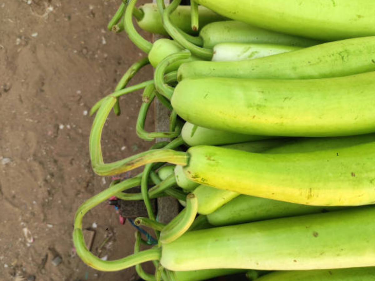 From lauki to karela: 6 bitter foods that quietly heal the organs