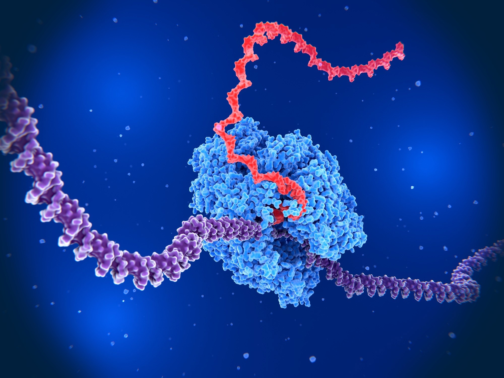 Study Reveals RNA Polymerase I Stalling Mechanism at Abasic DNA Damage ...