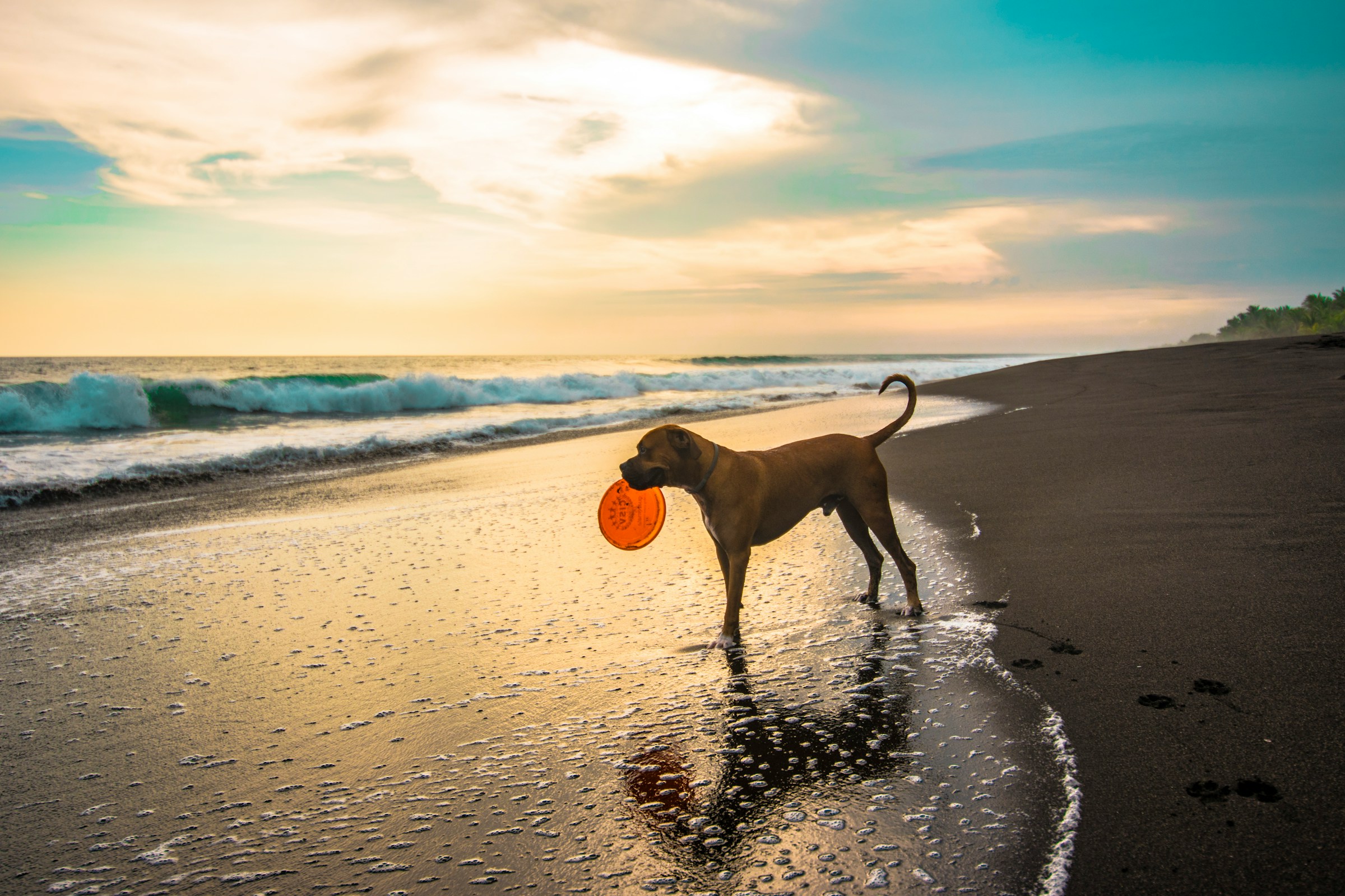 Valencia's 5 best dog-friendly beaches