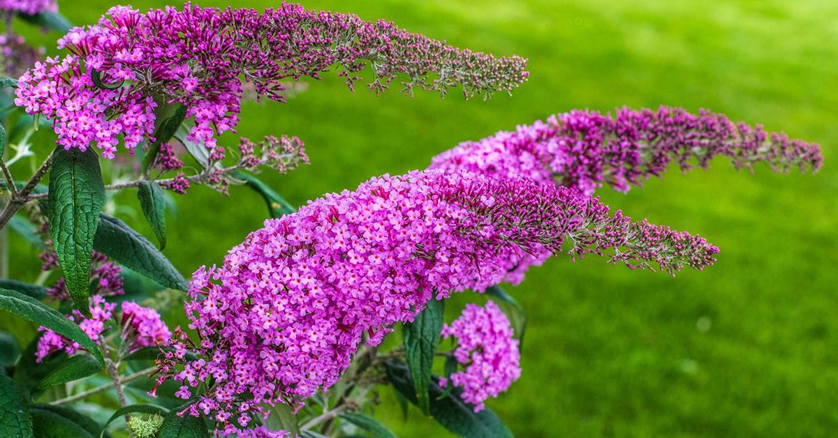 Cultivo Y Cuidados Del Arbusto De Las Mariposas Buddleja Davidii A Fondo